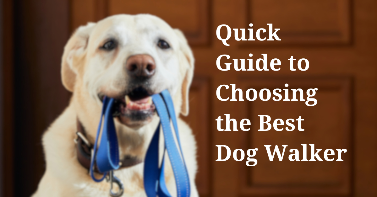 Choosing the Right Dog Walker Guide