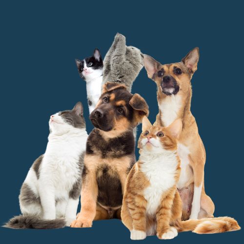 Define Your Why Workbook